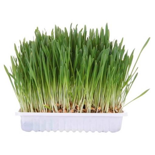 Tabuleiro com erva para gatos | GATARIA